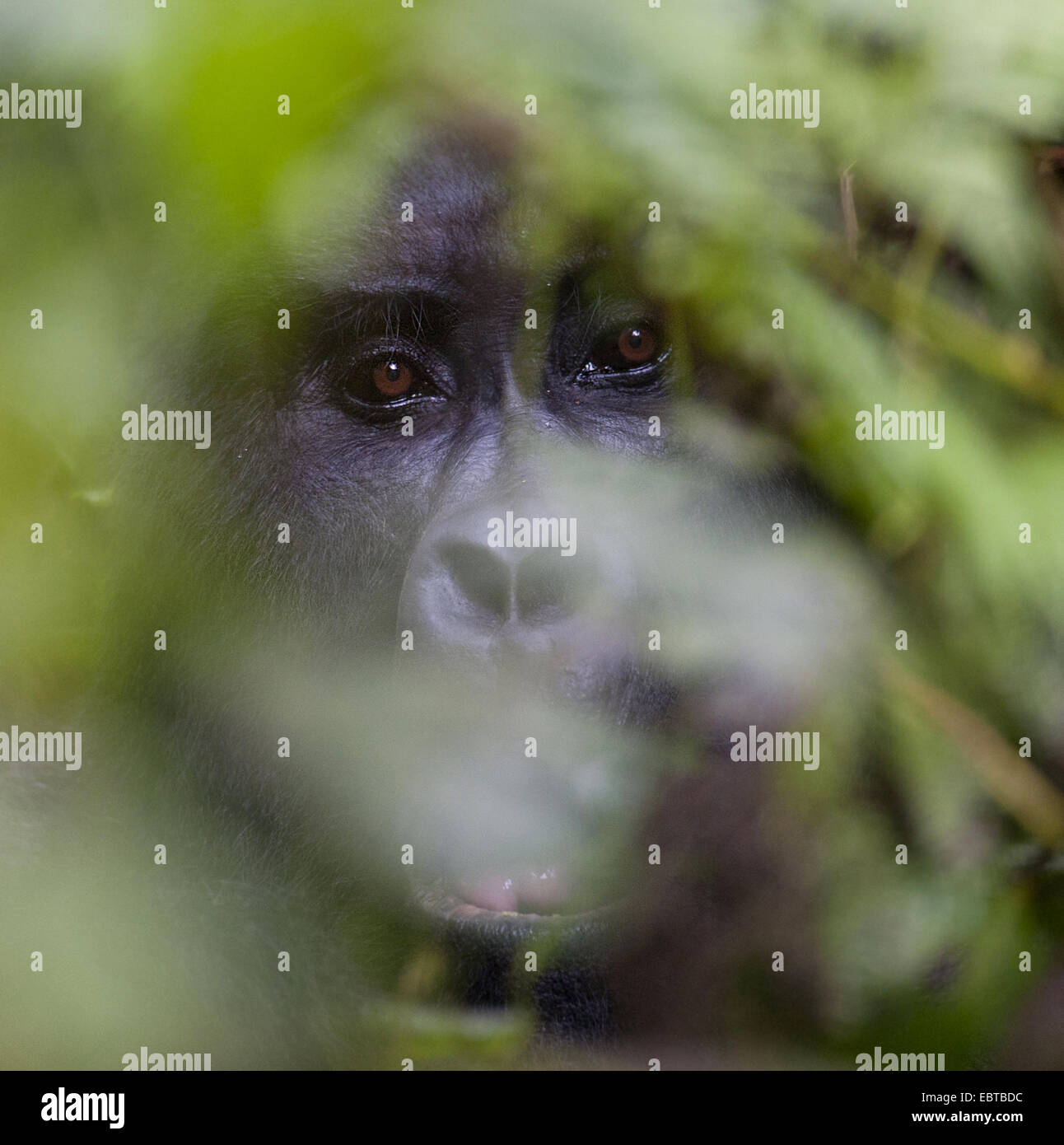 Mountain gorilla (Gorilla beringei beringei), face of a silver back ...