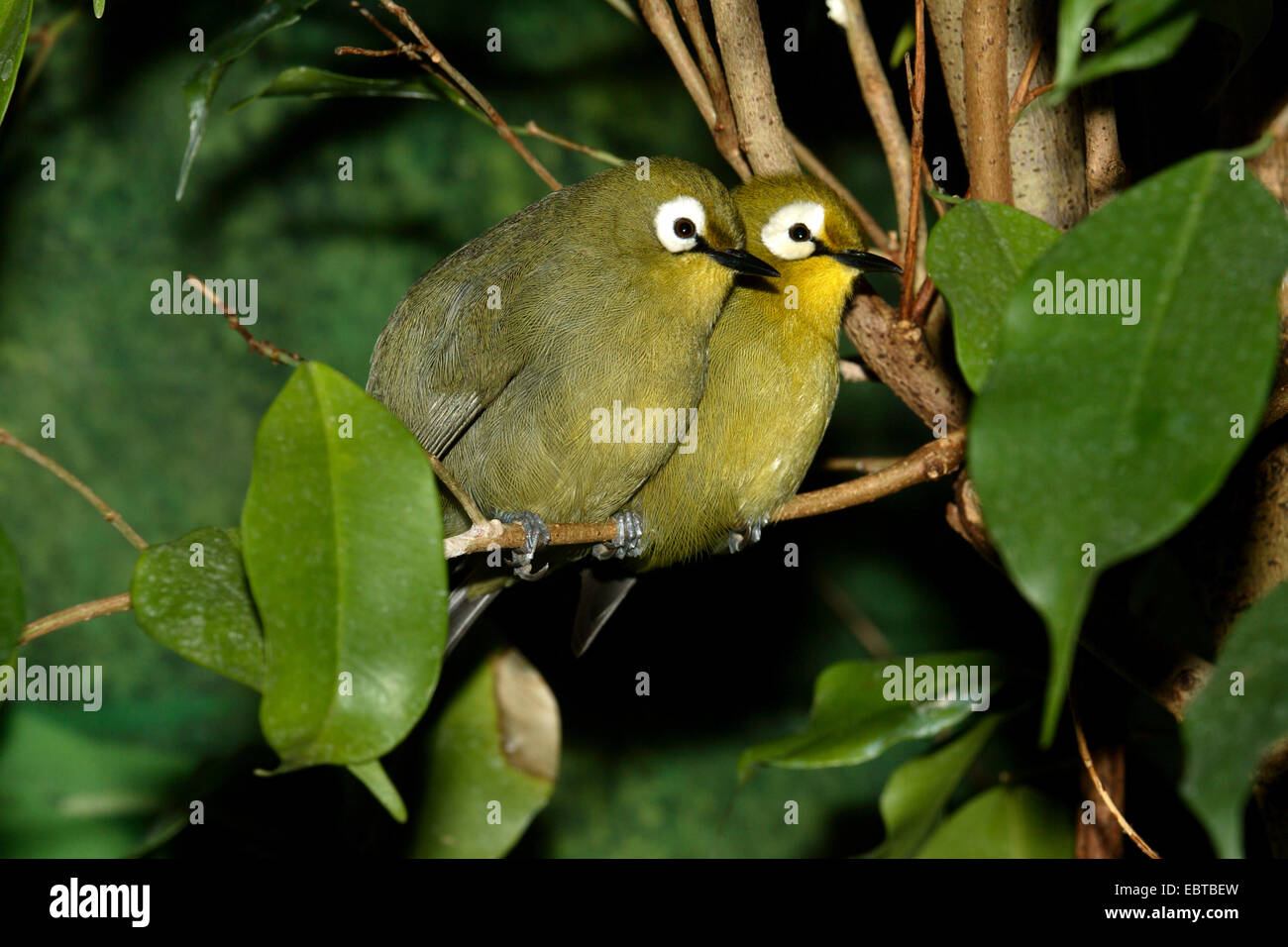 African Yellow White-eye (Zosterops senegalensis kikuyuensis), pair on ...