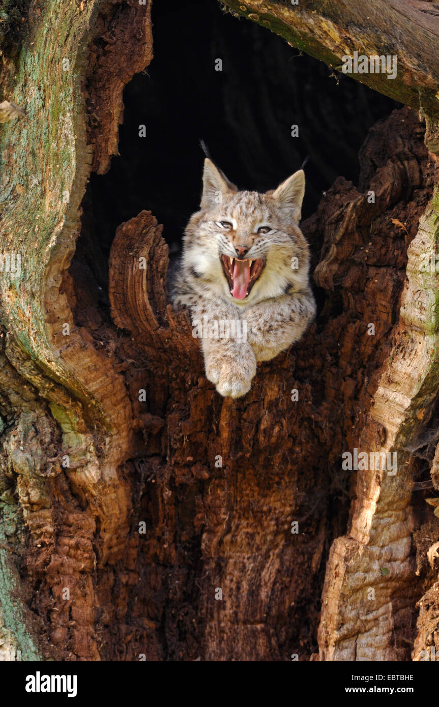 Lynx animal growling hi-res stock photography and images - Alamy