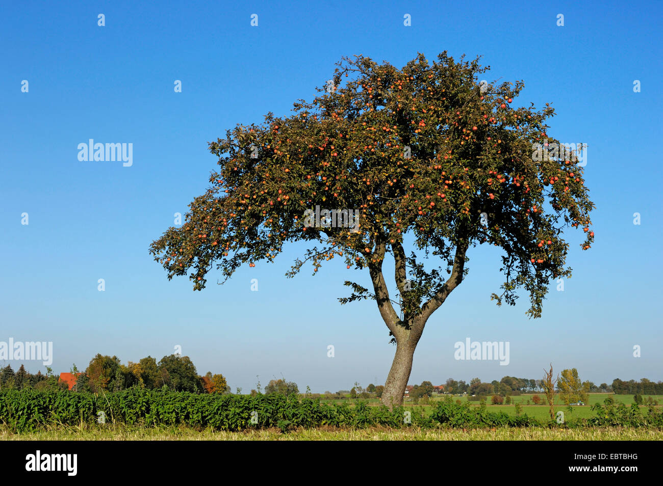 apple tree (Malus domestica), single tree with mature apples, Germany ...