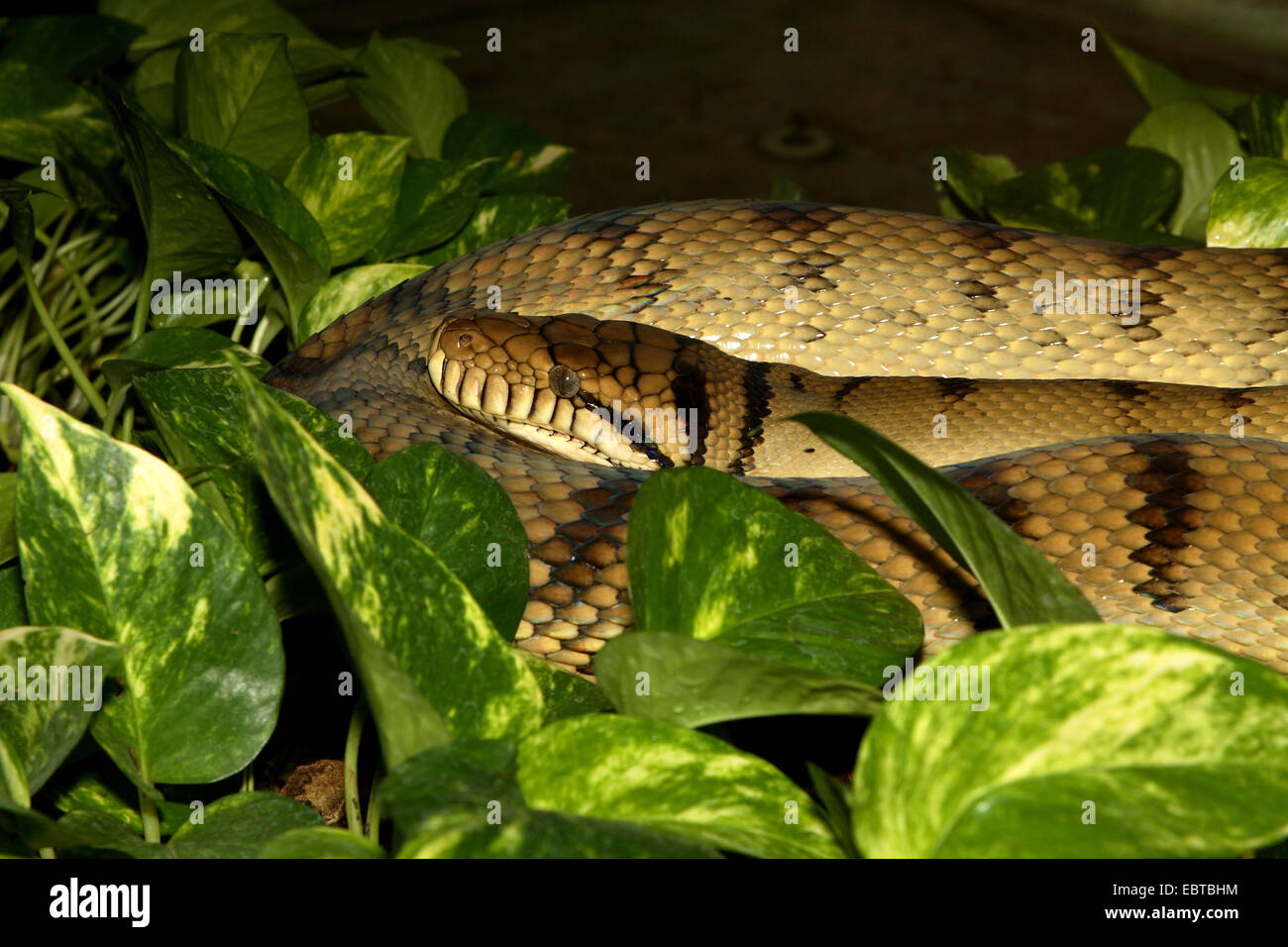 Morelia amethistima hi-res stock photography and images - Alamy