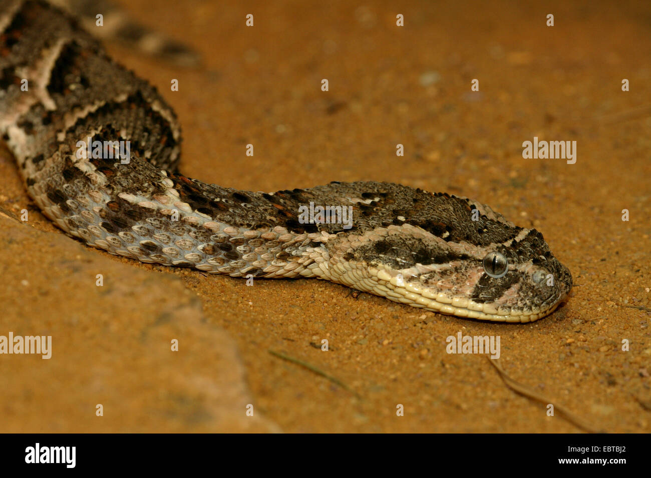 Puff adder snake hi-res stock photography and images - Alamy