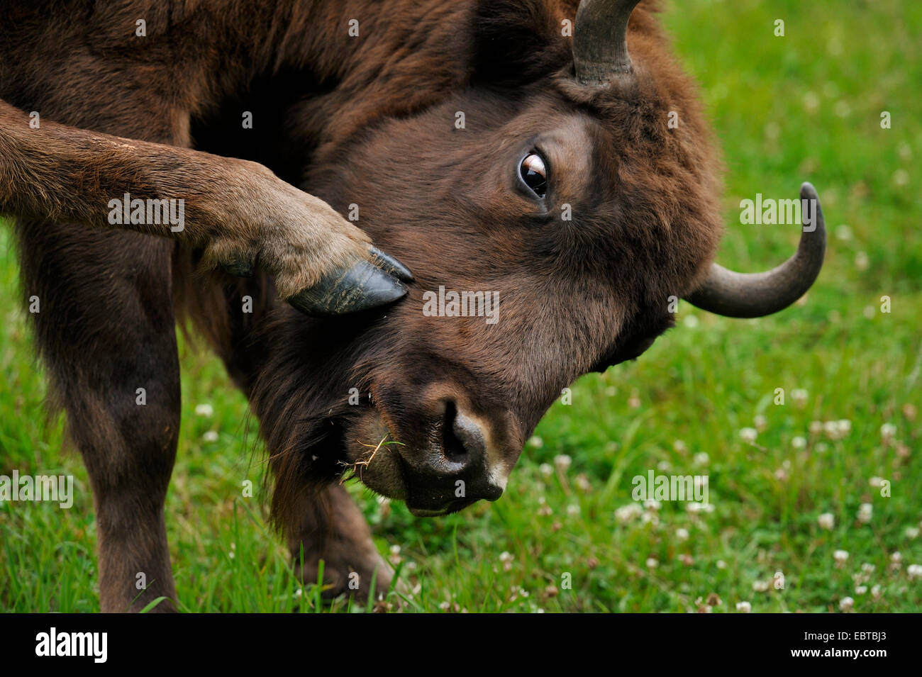 European bison, wisent (Bison bonasus), scratching the head, Germany ...