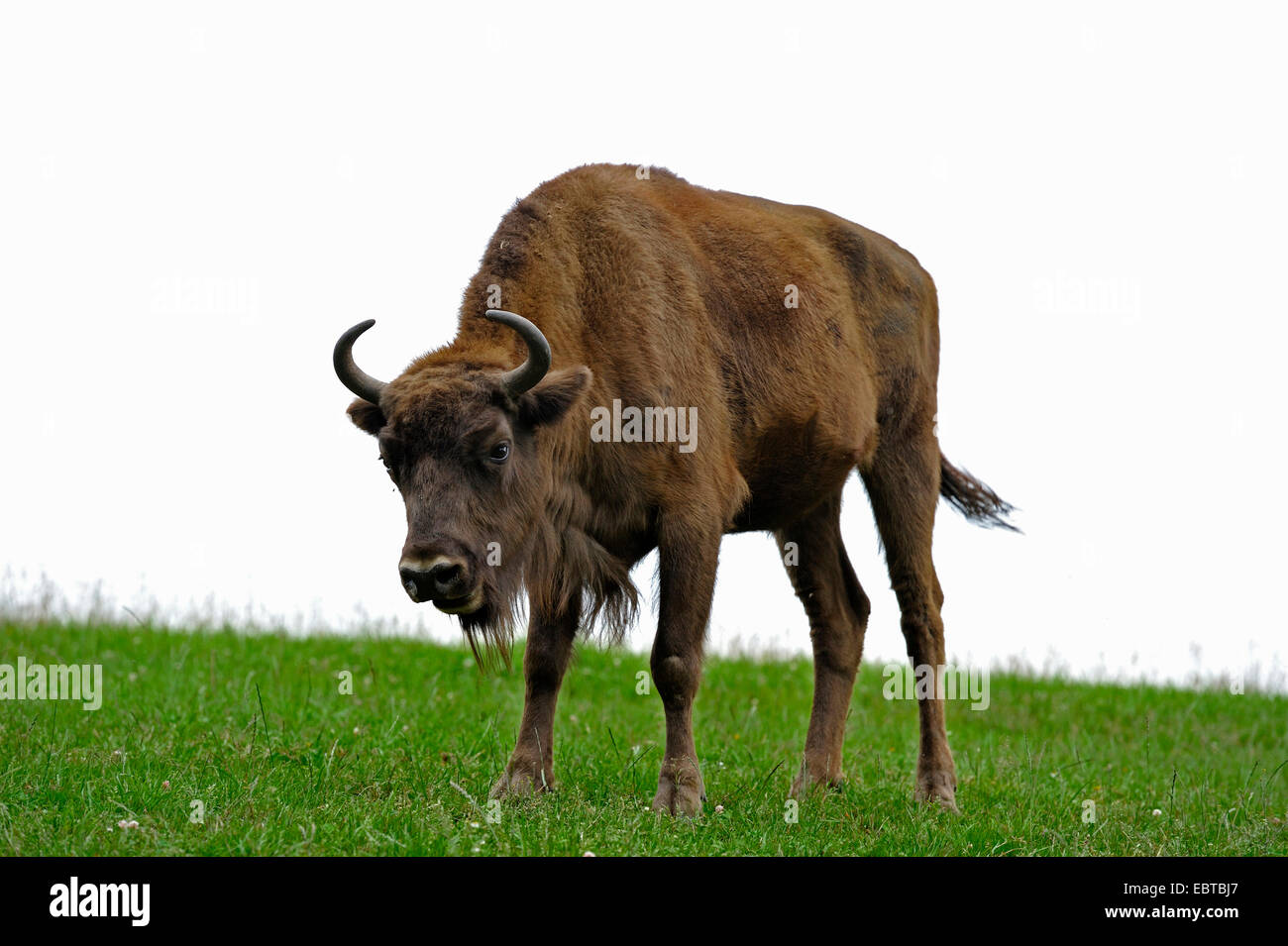 Young female european bison hi-res stock photography and images - Alamy