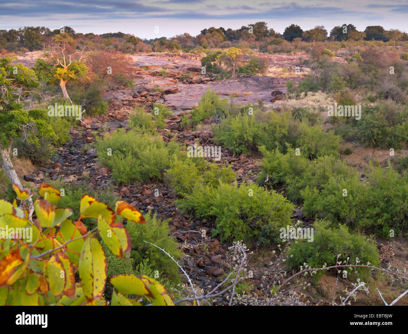 Savanna ecosystem hi-res stock photography and images - Alamy