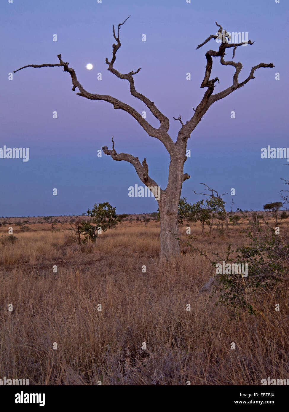 Dead light hi-res stock photography and images - Alamy