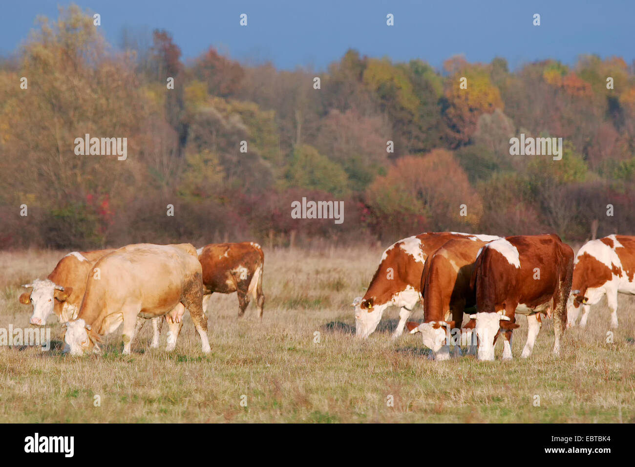 Cows flock hi-res stock photography and images - Alamy