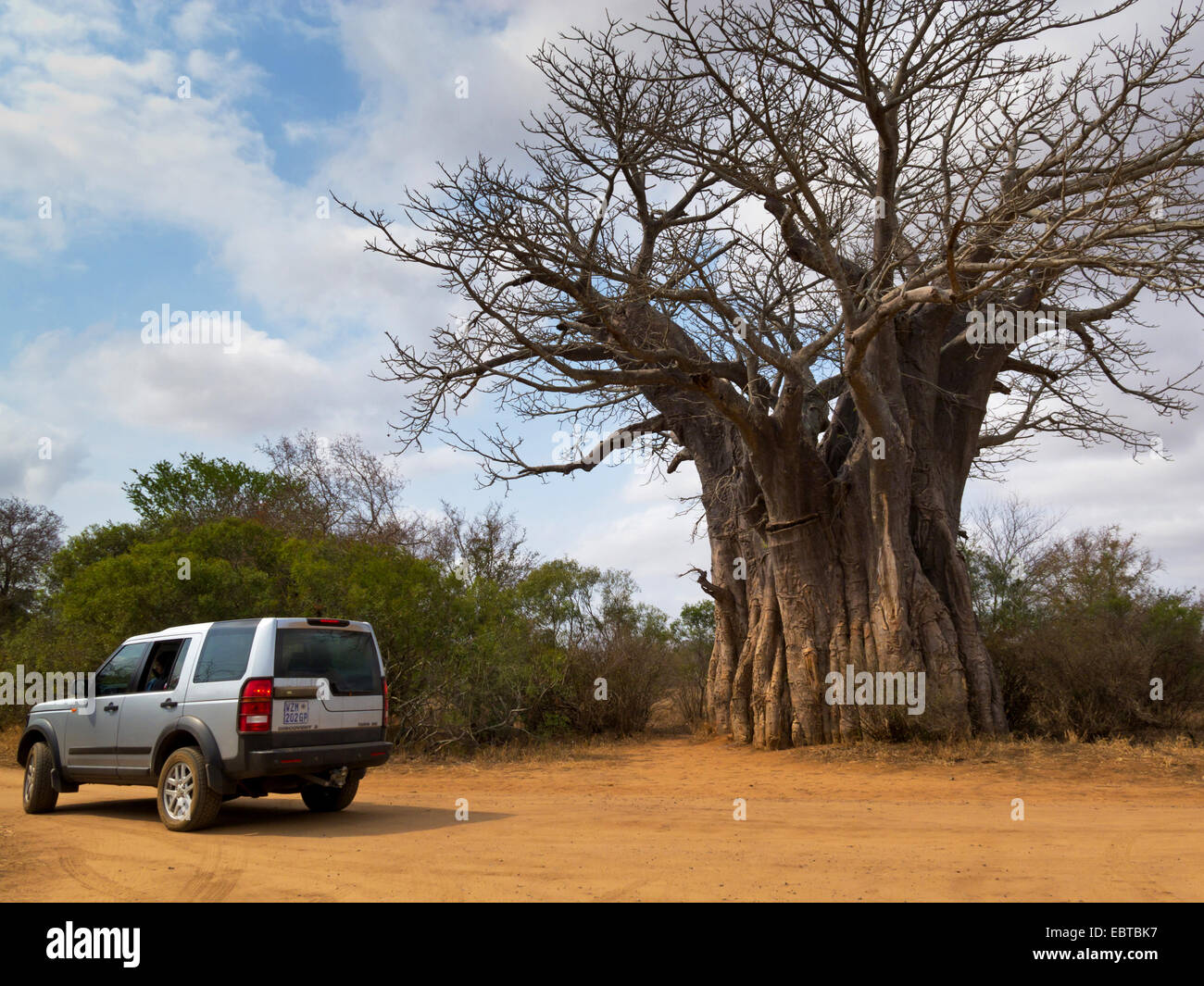 Monkey bread tree hi-res stock photography and images - Alamy