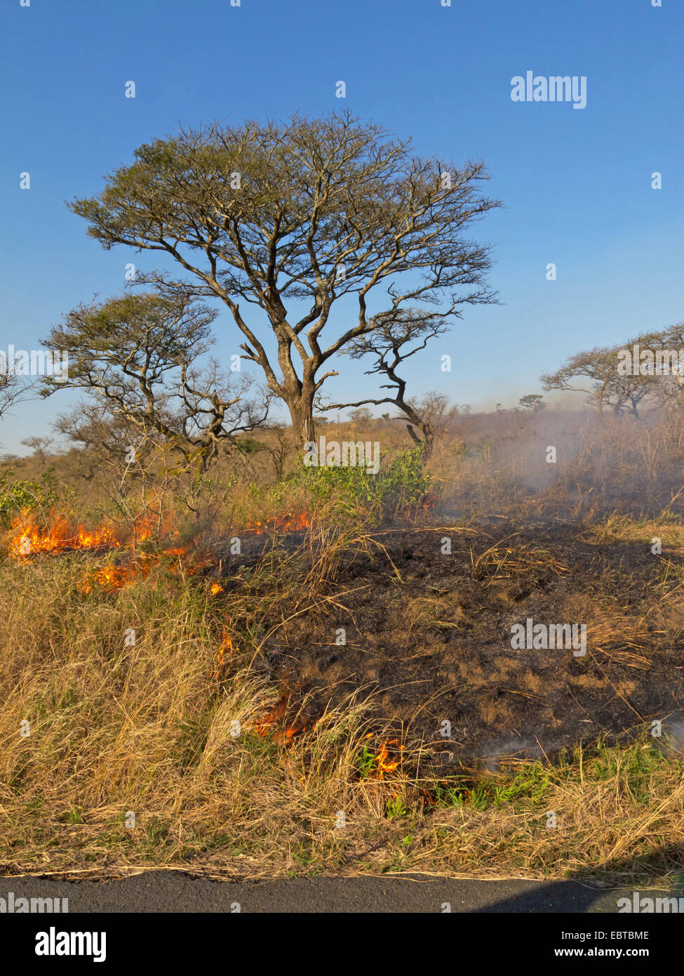 Burning savannah hi-res stock photography and images - Alamy