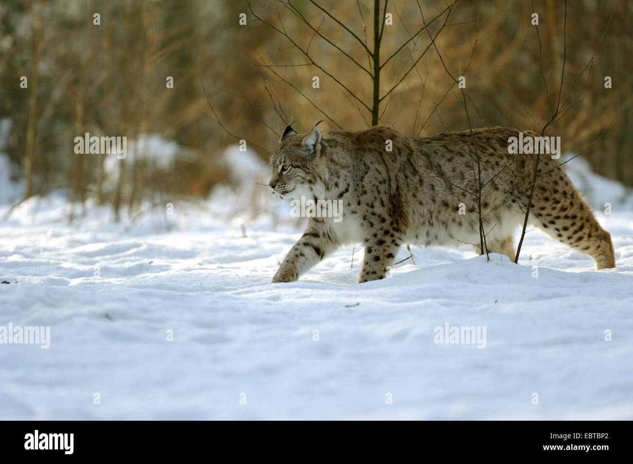 Eurasian lynx (Lynx lynx), walking through the snow, Germany Stock ...