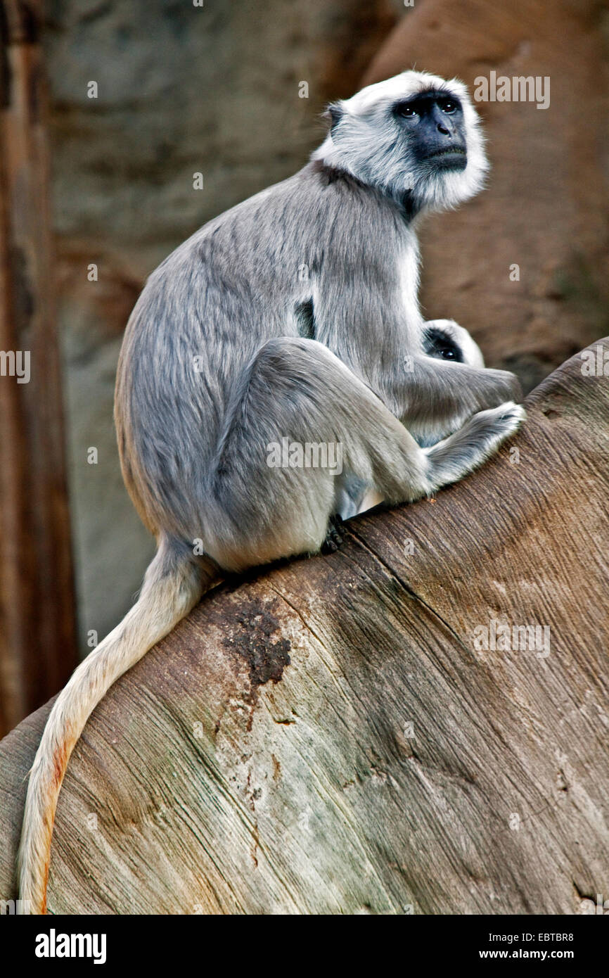 Hanuman langur, Hanuman monkey, Common Langur (Presbytis entellus ...