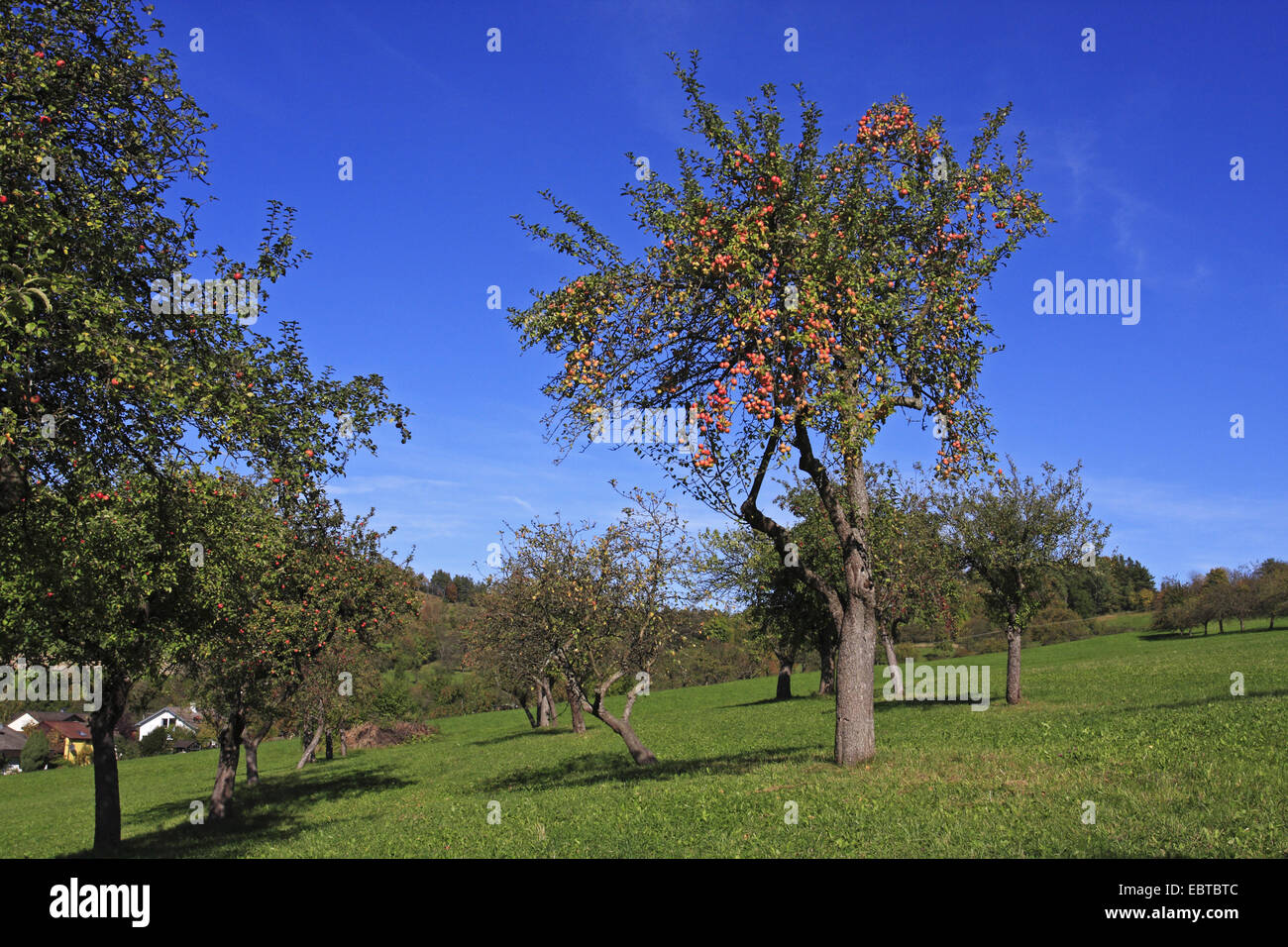 apple tree (Malus domestica), apple tree meadow with mature fruit ...