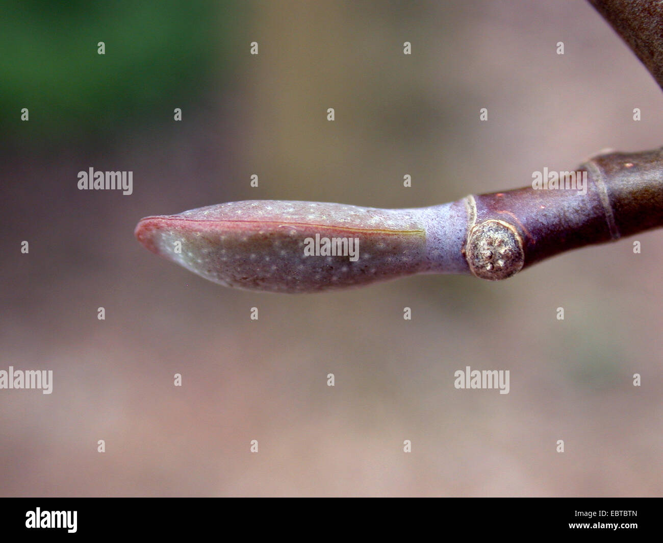 tulip tree (Liriodendron tulipifera), winter bud Stock Photo - Alamy