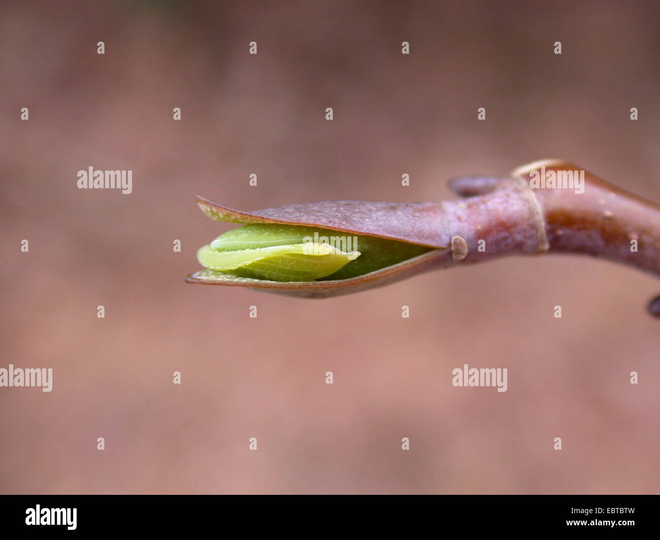 tulip tree (Liriodendron tulipifera), breaking bud Stock Photo - Alamy