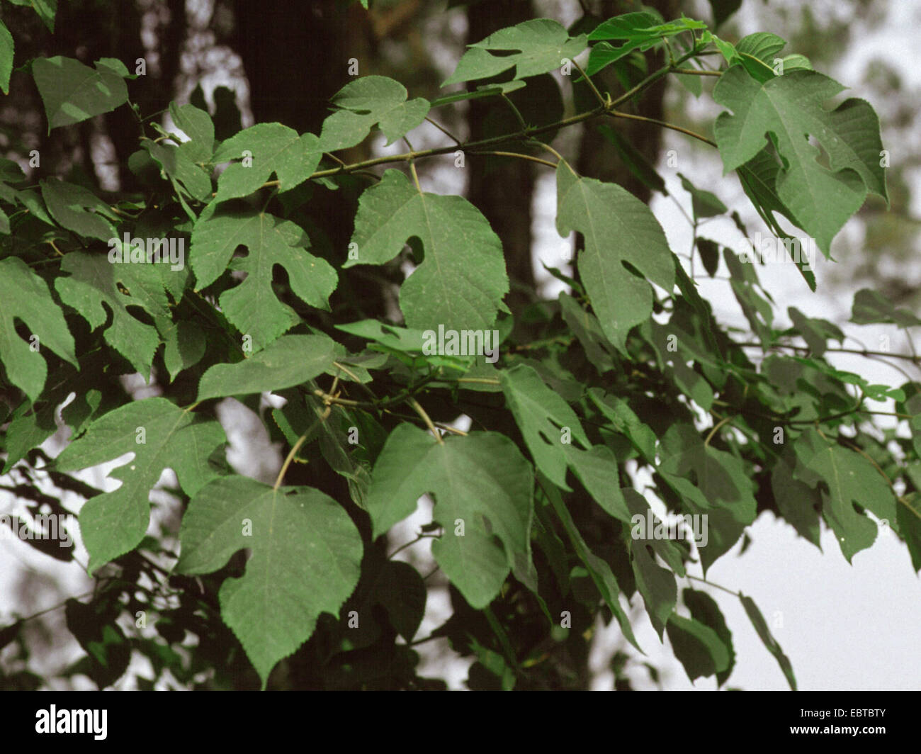 paper mulberry (Broussonetia papyrifera), branch Stock Photo - Alamy