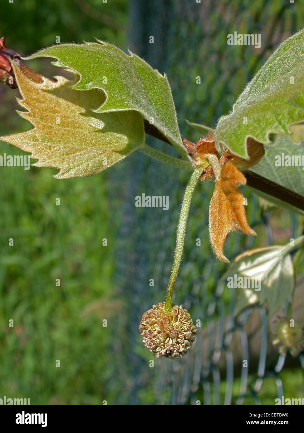 European plane, maple-leaved plane, London plane, London planetree ...
