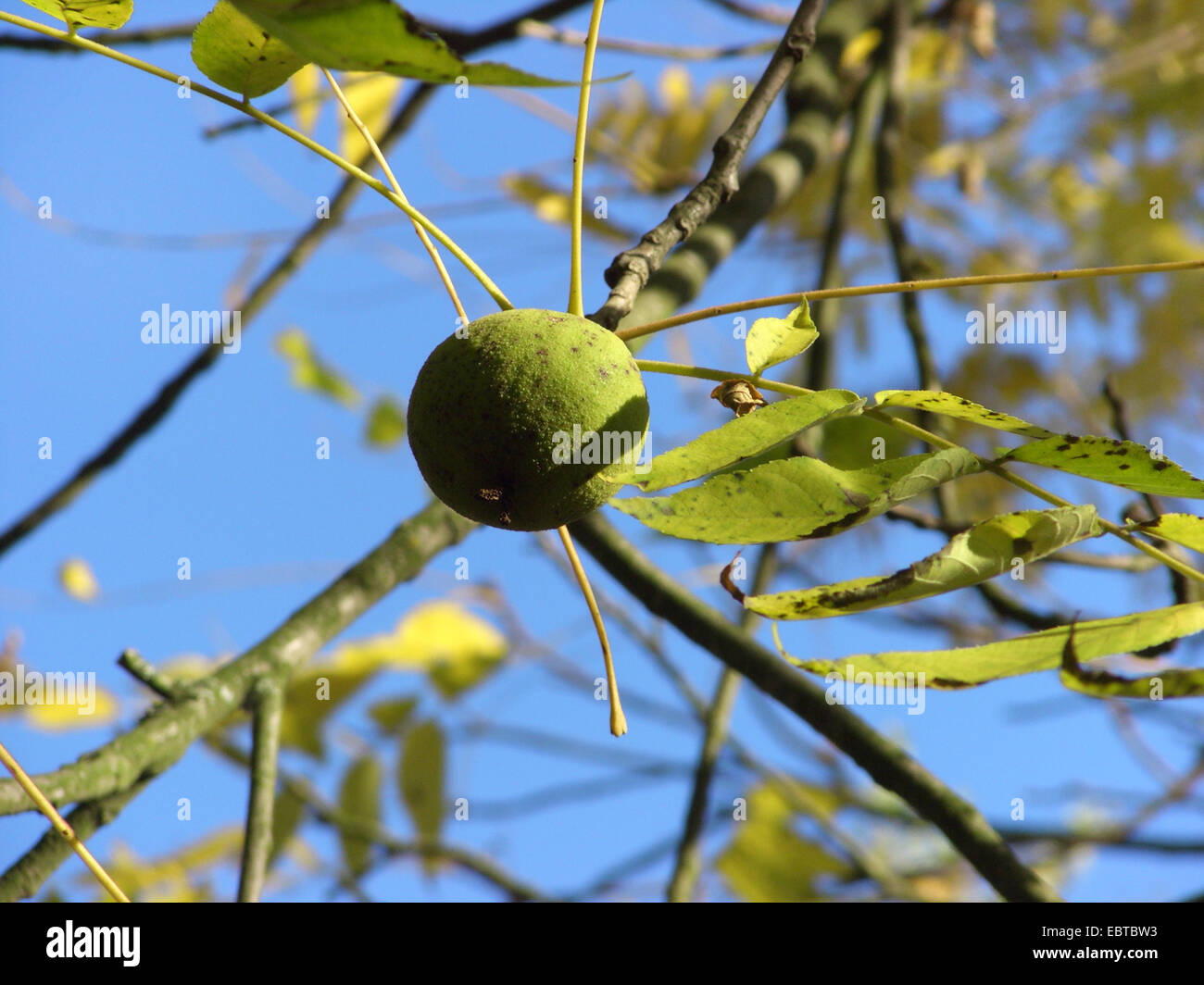 Black walnut trees hi-res stock photography and images - Alamy