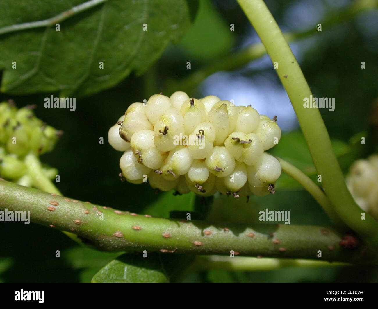 White mulberry tree hi-res stock photography and images - Alamy