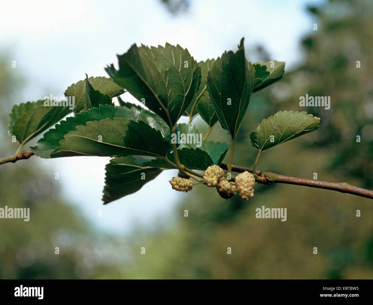 Chinese mulberry tree hi-res stock photography and images - Alamy