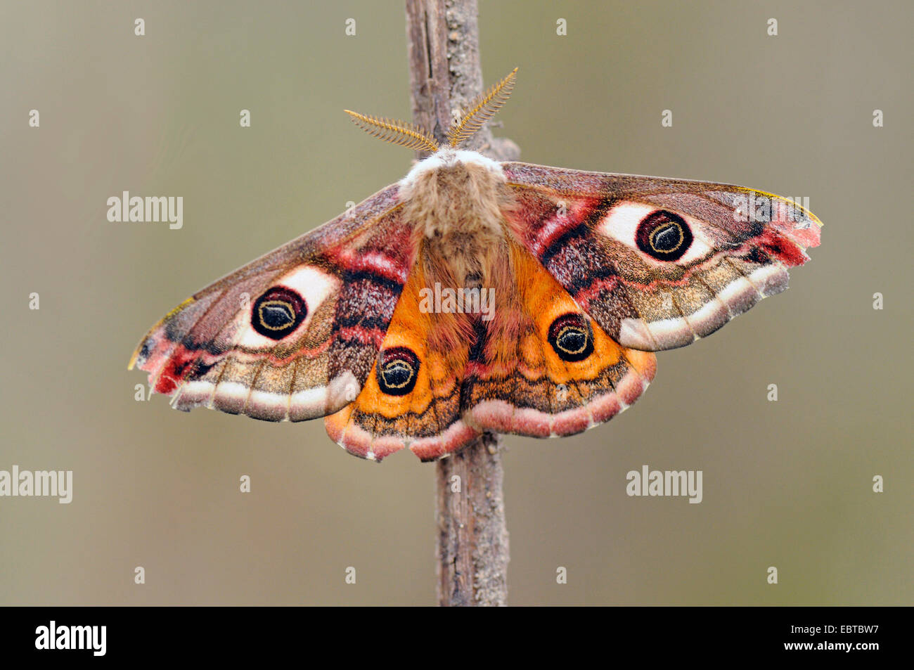Male emperor moth hi-res stock photography and images - Alamy