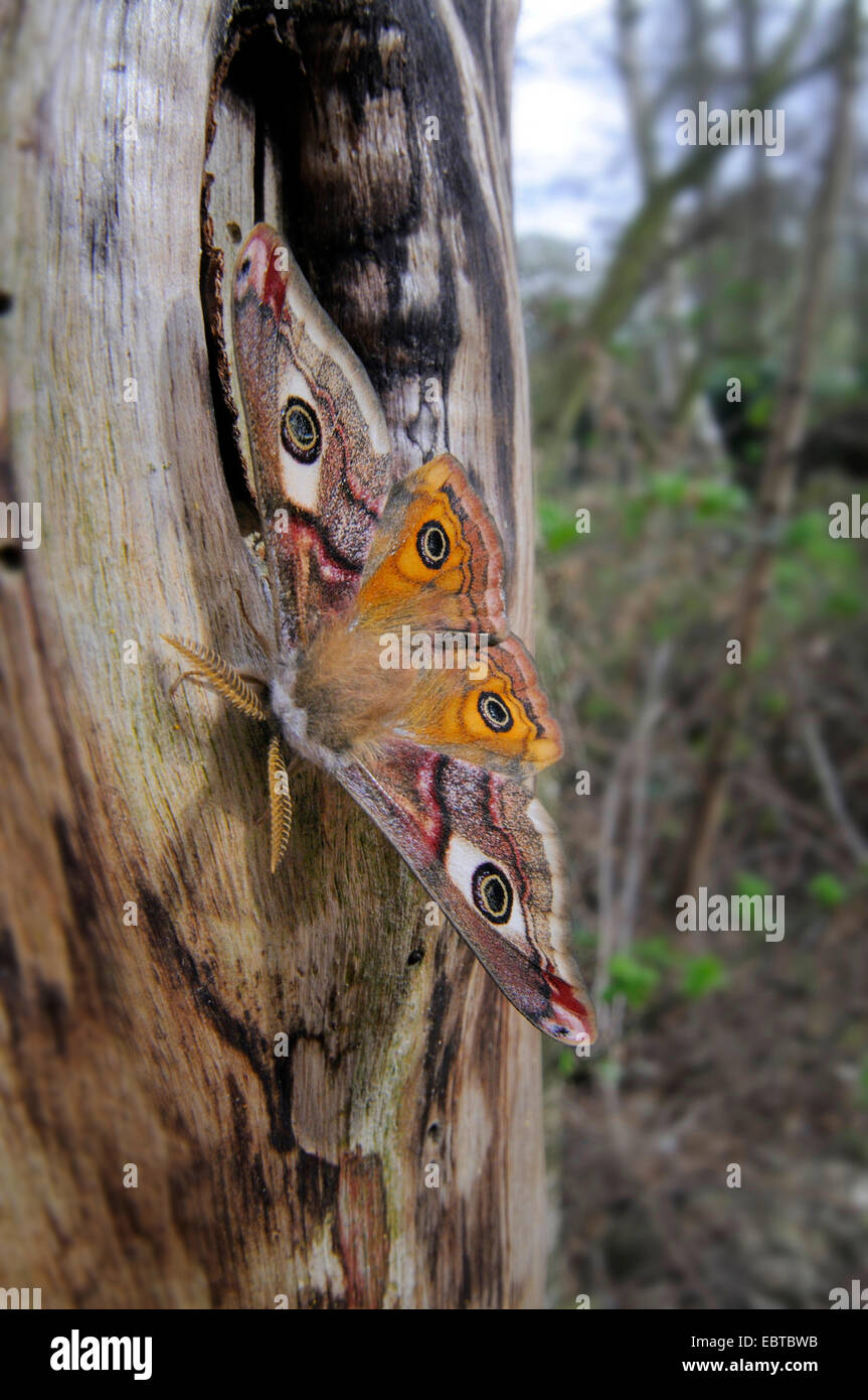Male silkworm moth hi-res stock photography and images - Alamy