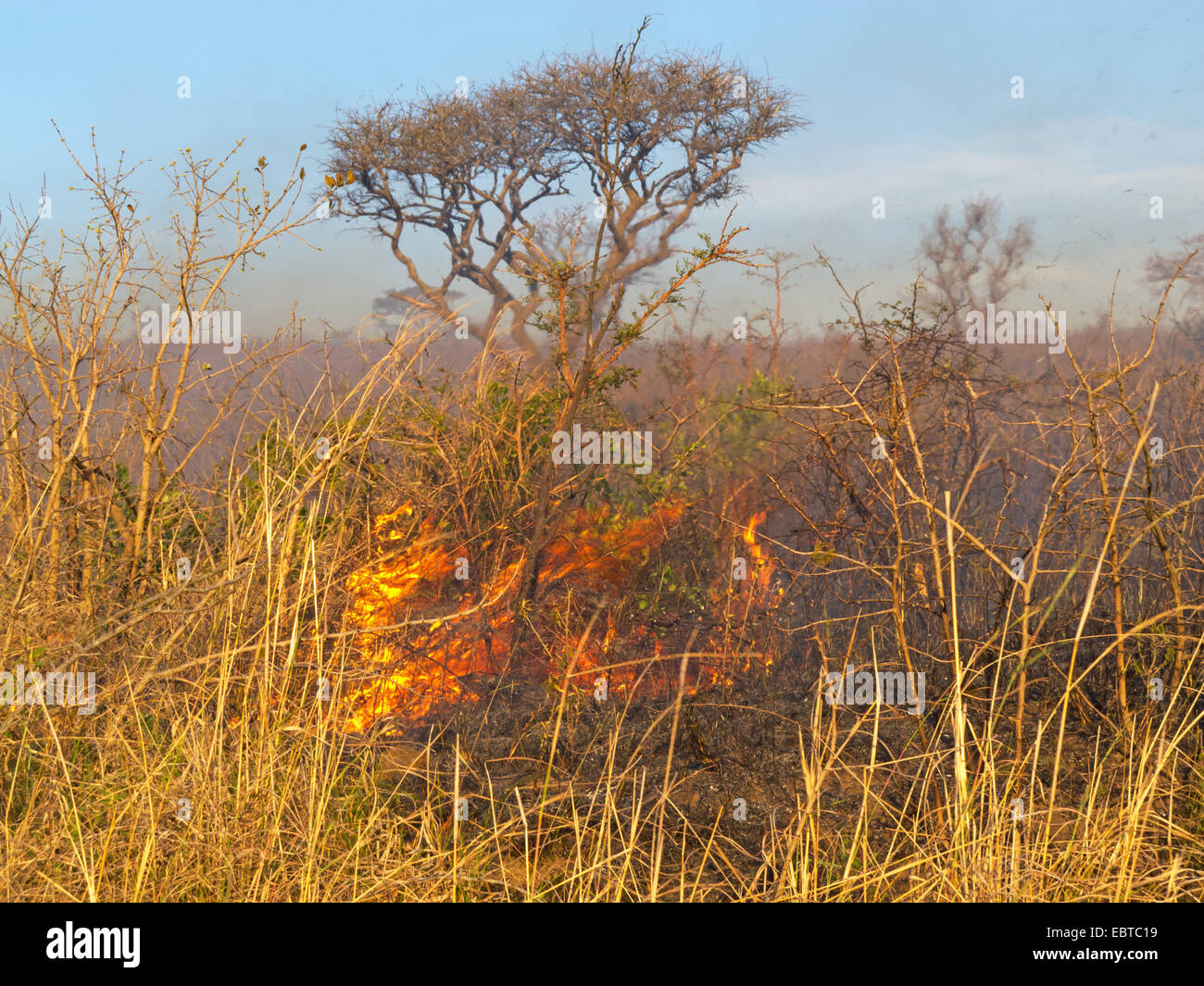 Burning savannah hi-res stock photography and images - Alamy