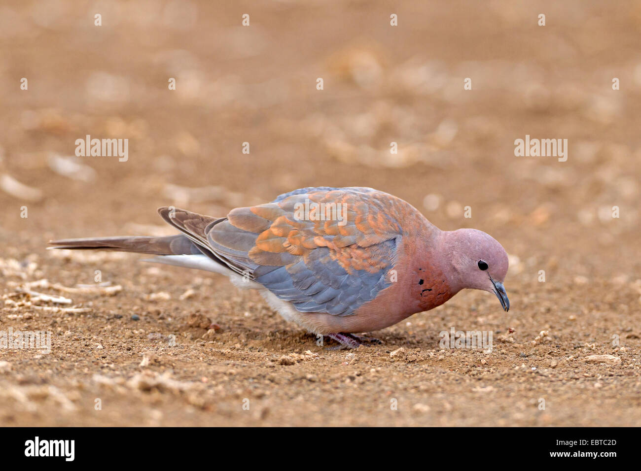laughing dove (Streptopelia senegalensis), searching for food on the ...