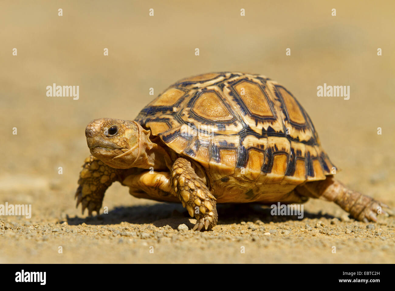 leopard tortoise (Geochelone pardalis, Stigmochelys pardalis), walking ...