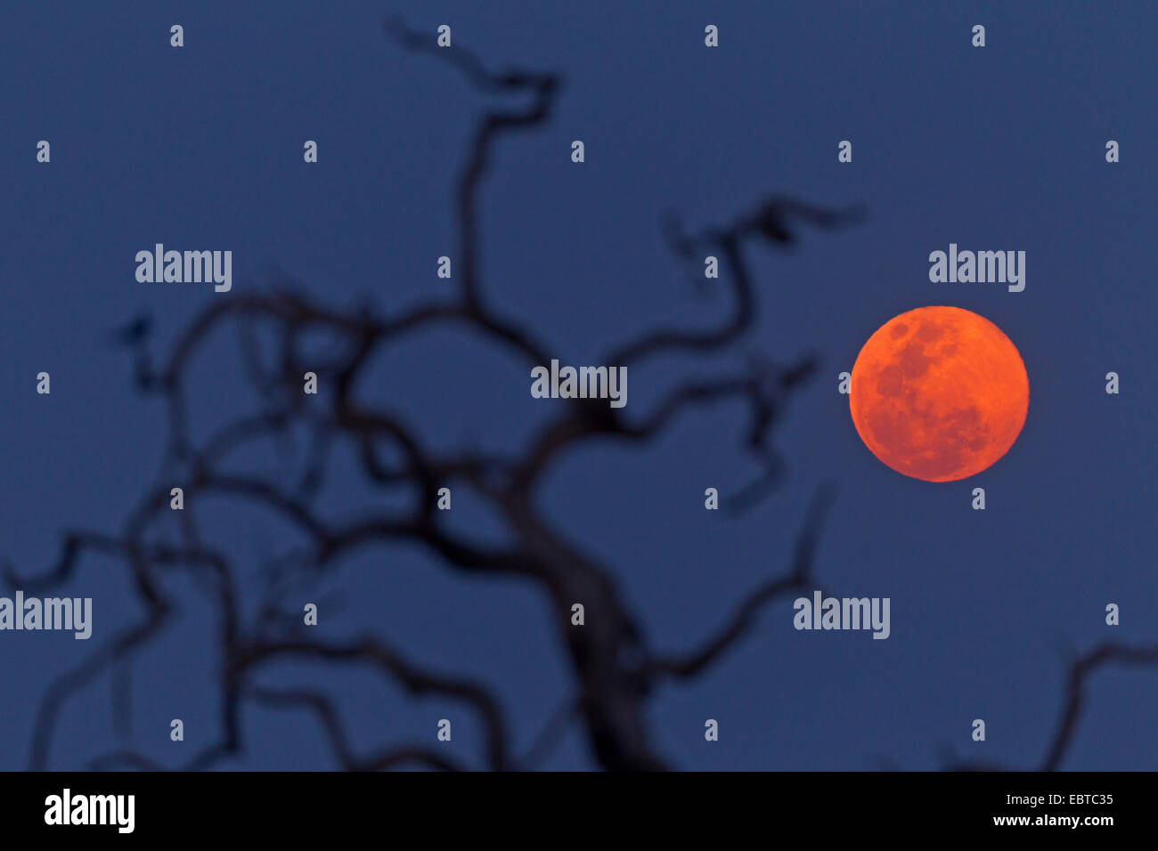 Tree dead moon silhouette hi-res stock photography and images - Alamy