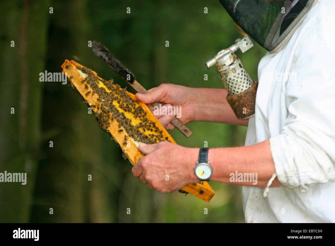 honey bee, hive bee (Apis mellifera mellifera), beekeeper with pipe and ...