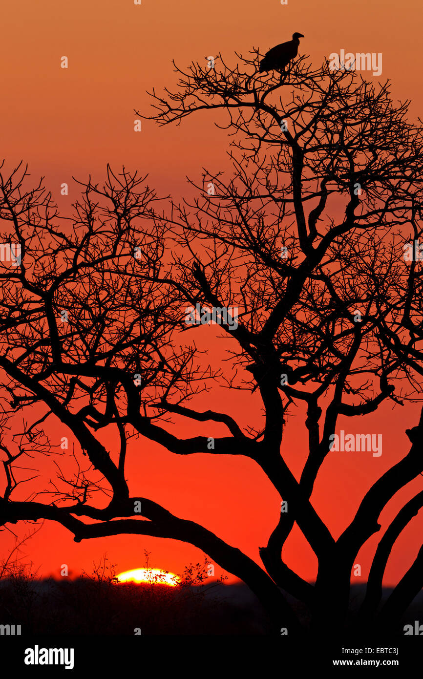 African animals in sunset hi-res stock photography and images - Alamy