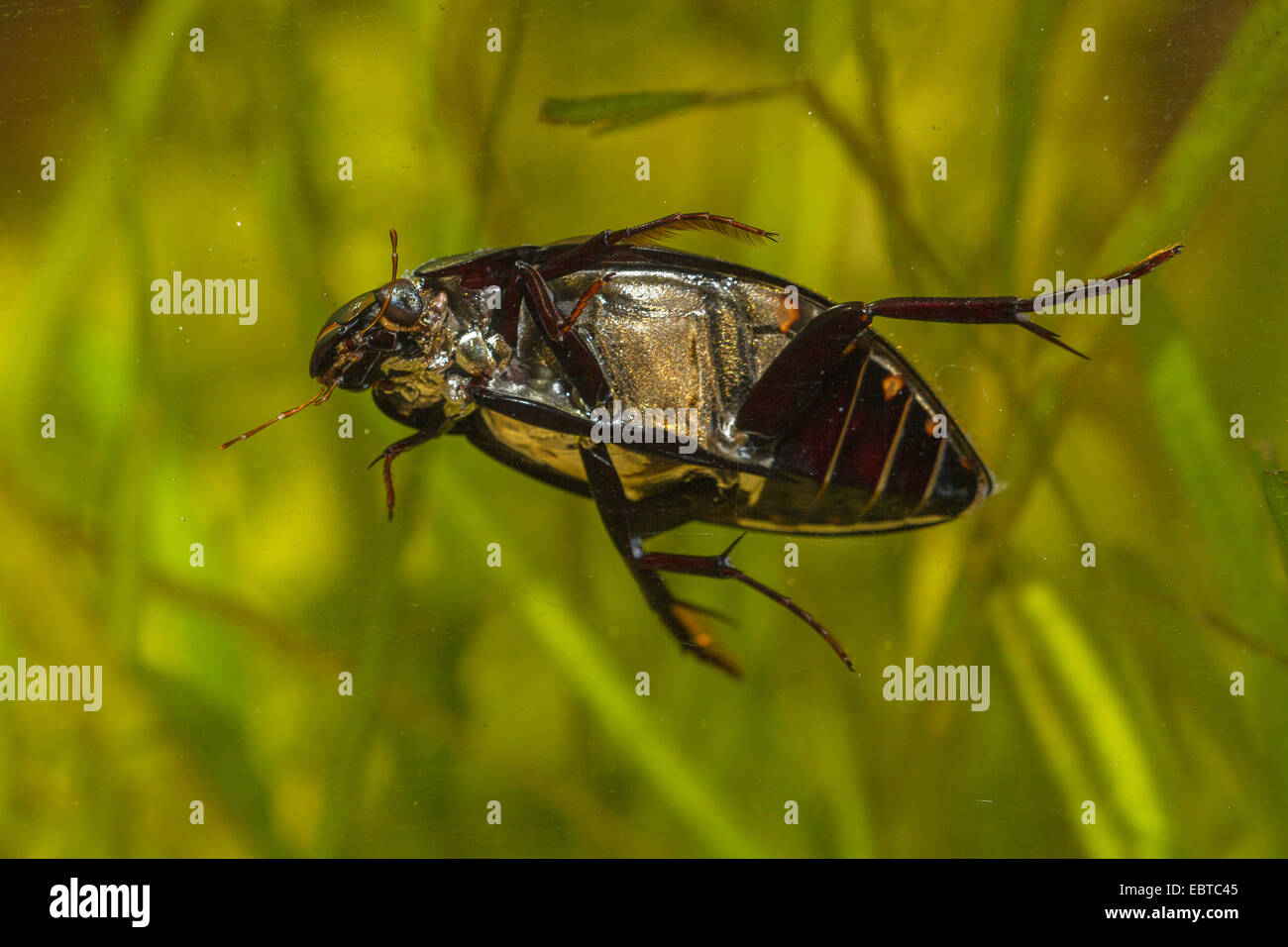 Greater silver beetle, Great black water beetle, Great silver water ...