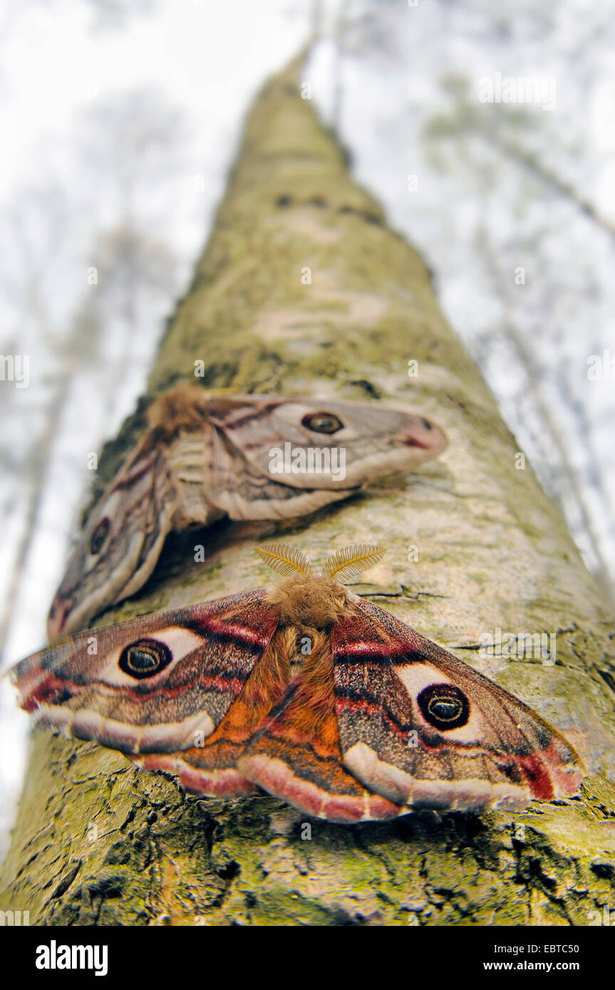emperor moth (Saturnia pavonia, Eudia pavonia), female and male sitting ...