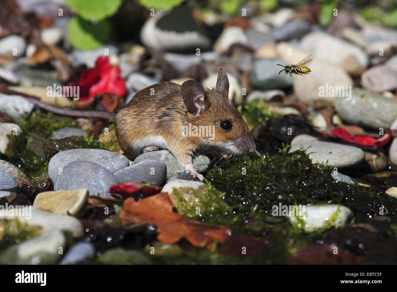 Wet mouse hi-res stock photography and images - Alamy