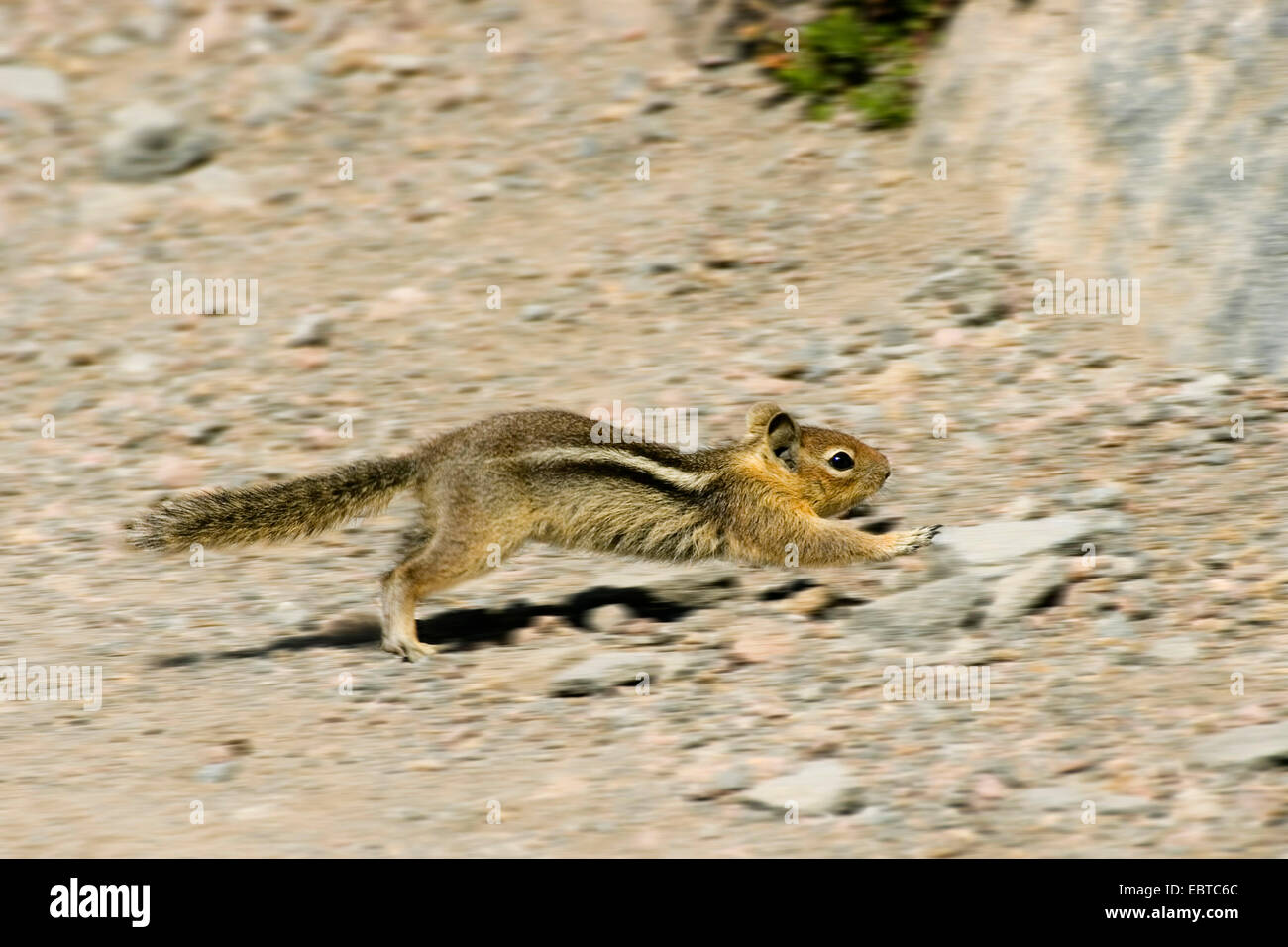 golden-mantled ground squirrel (Spermophilus lateralis, Citellus ...