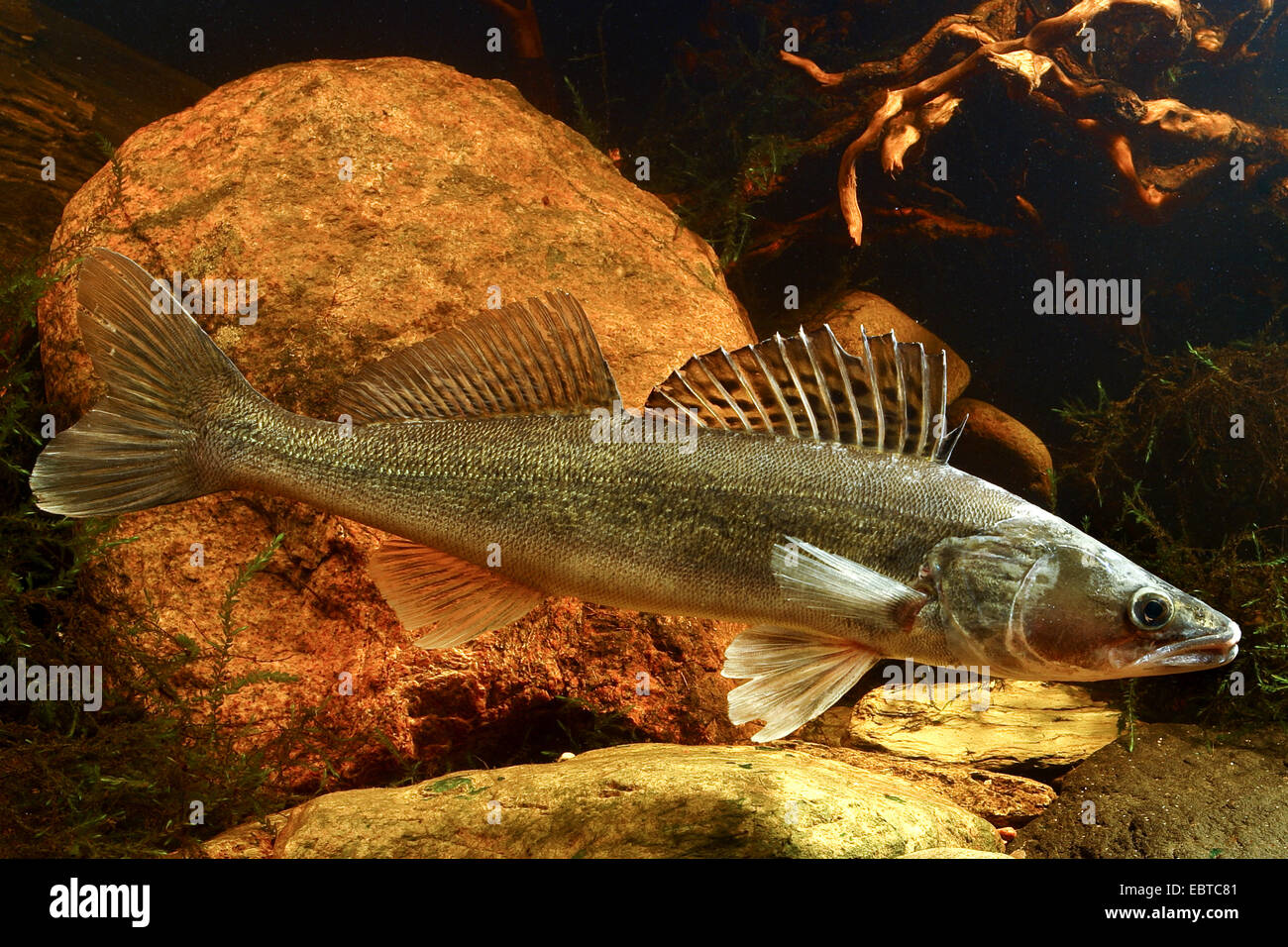 pike-perch, zander (Stizostedion lucioperca, Sander lucioperca ...