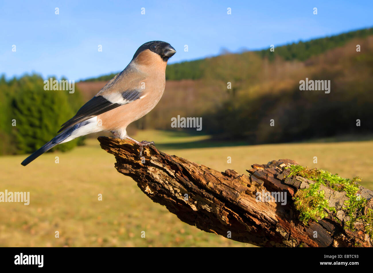 bullfinch, Eurasian bullfinch, northern bullfinch (Pyrrhula pyrrhula ...