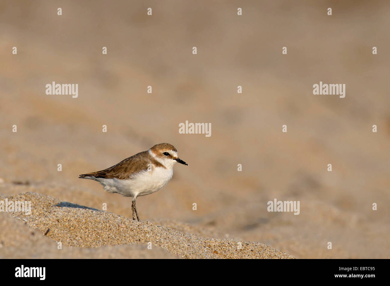 kentish plover (Charadrius alexandrinus), on the beach, Spain, Balearen ...