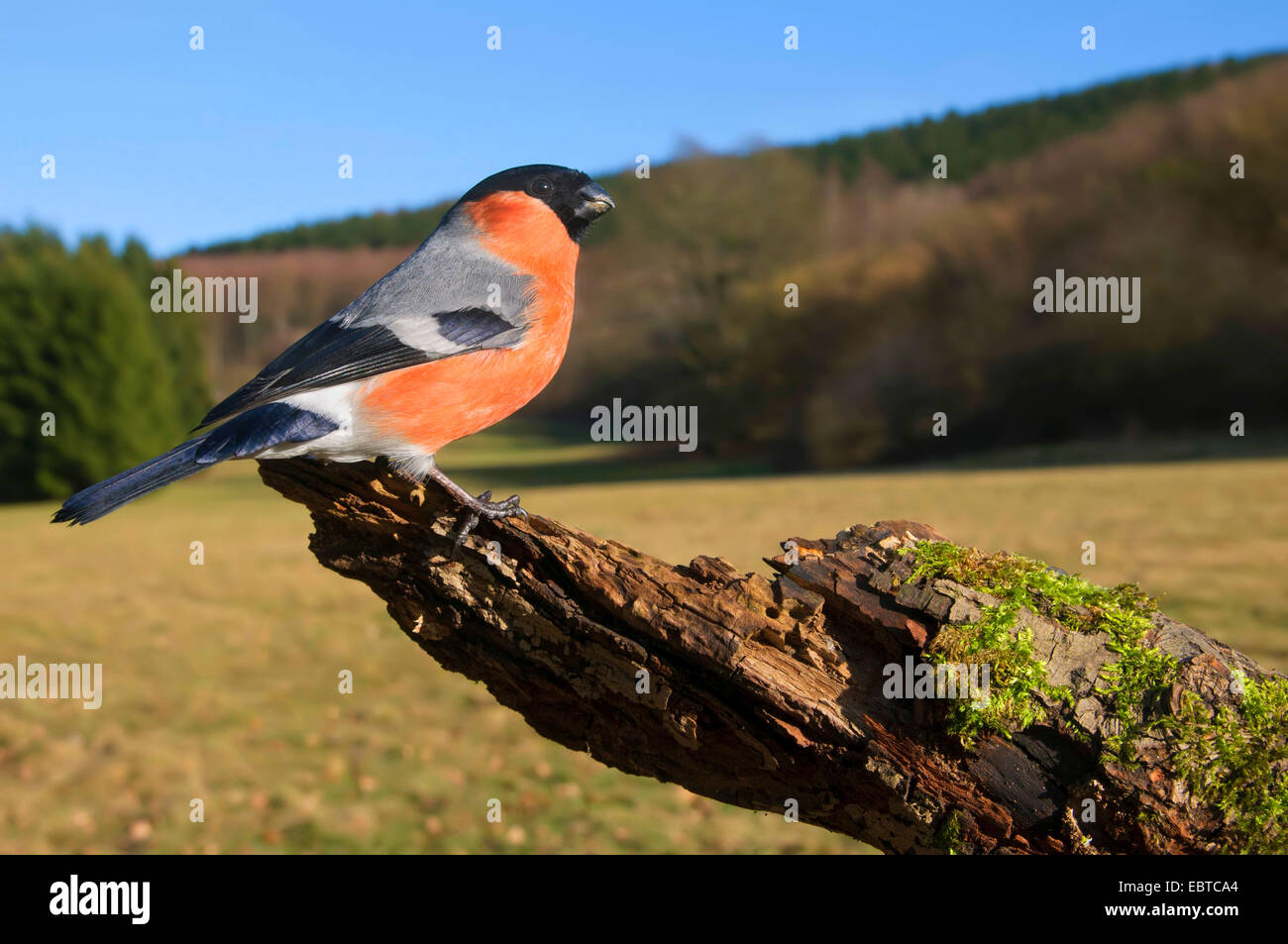 bullfinch, Eurasian bullfinch, northern bullfinch (Pyrrhula pyrrhula ...