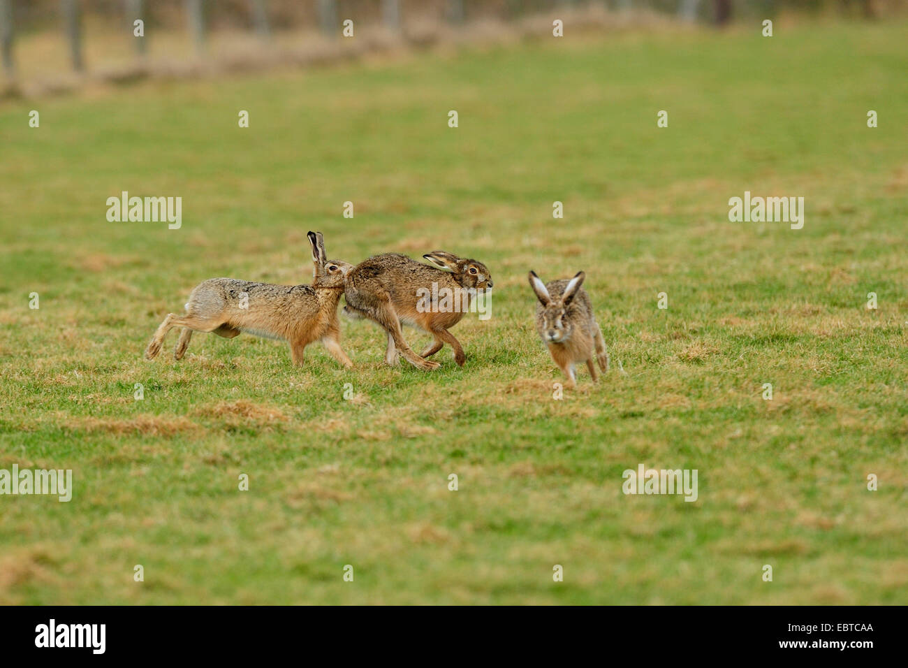 European hare (Lepus europaeus), three hares hunting each other in a ...
