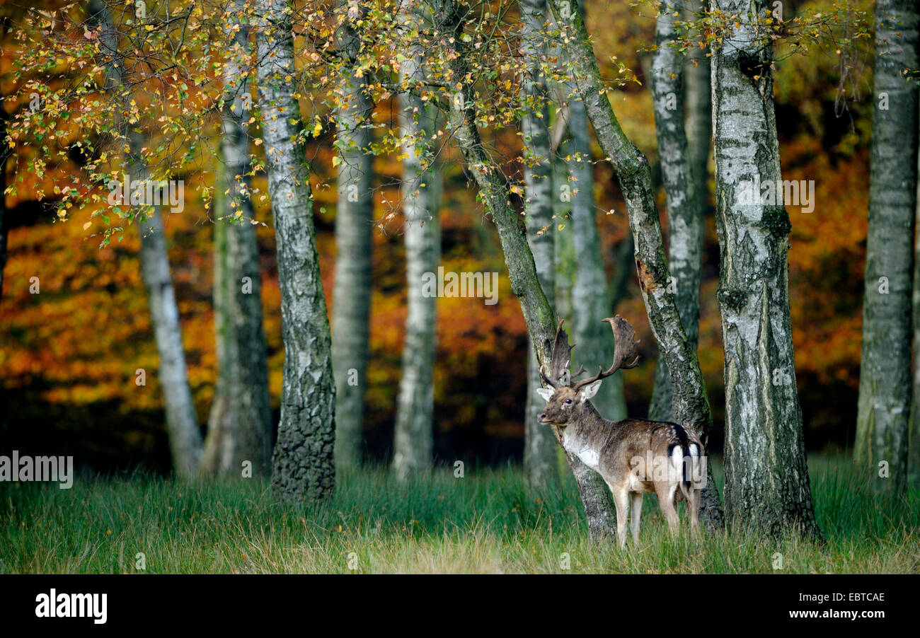 Birch trees with deer hi-res stock photography and images - Alamy