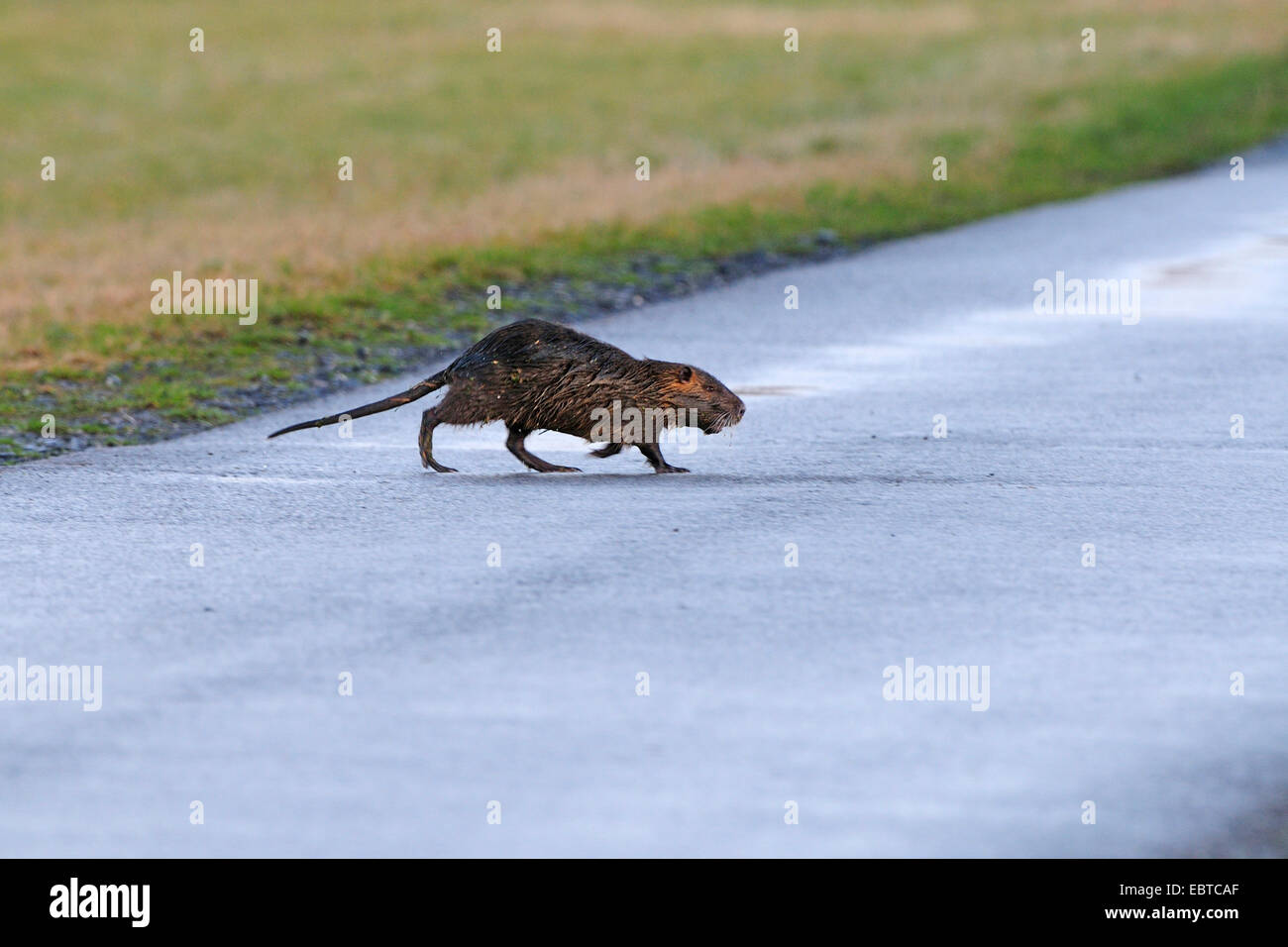 Muskrat street hi-res stock photography and images - Alamy