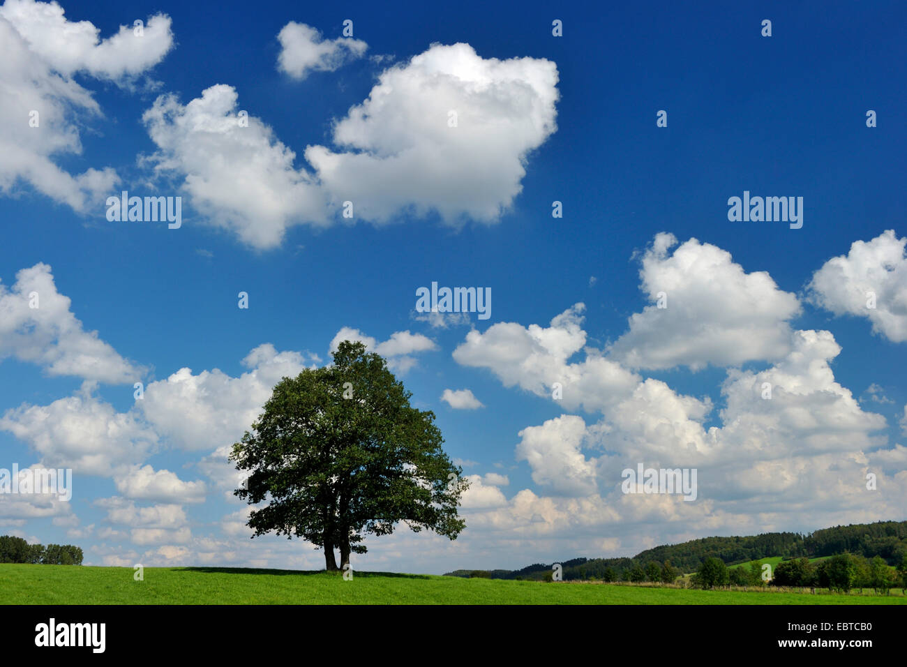 oak (Quercus spec.), single tree in a meadow, Germany, North Rhine ...