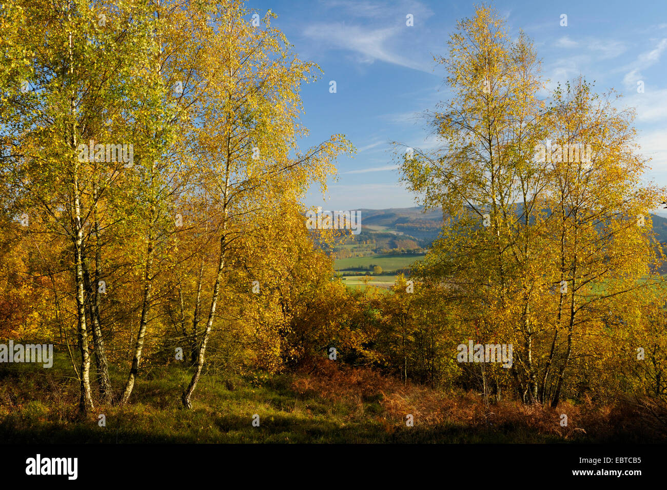 common birch, silver birch, European white birch, white birch (Betula ...