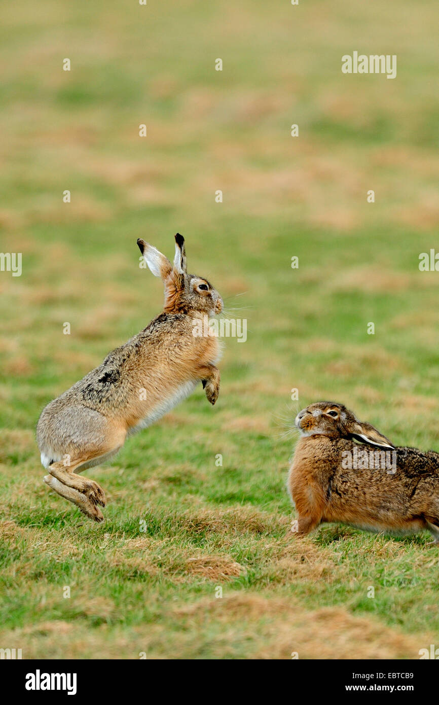 Leg of hare hi-res stock photography and images - Alamy