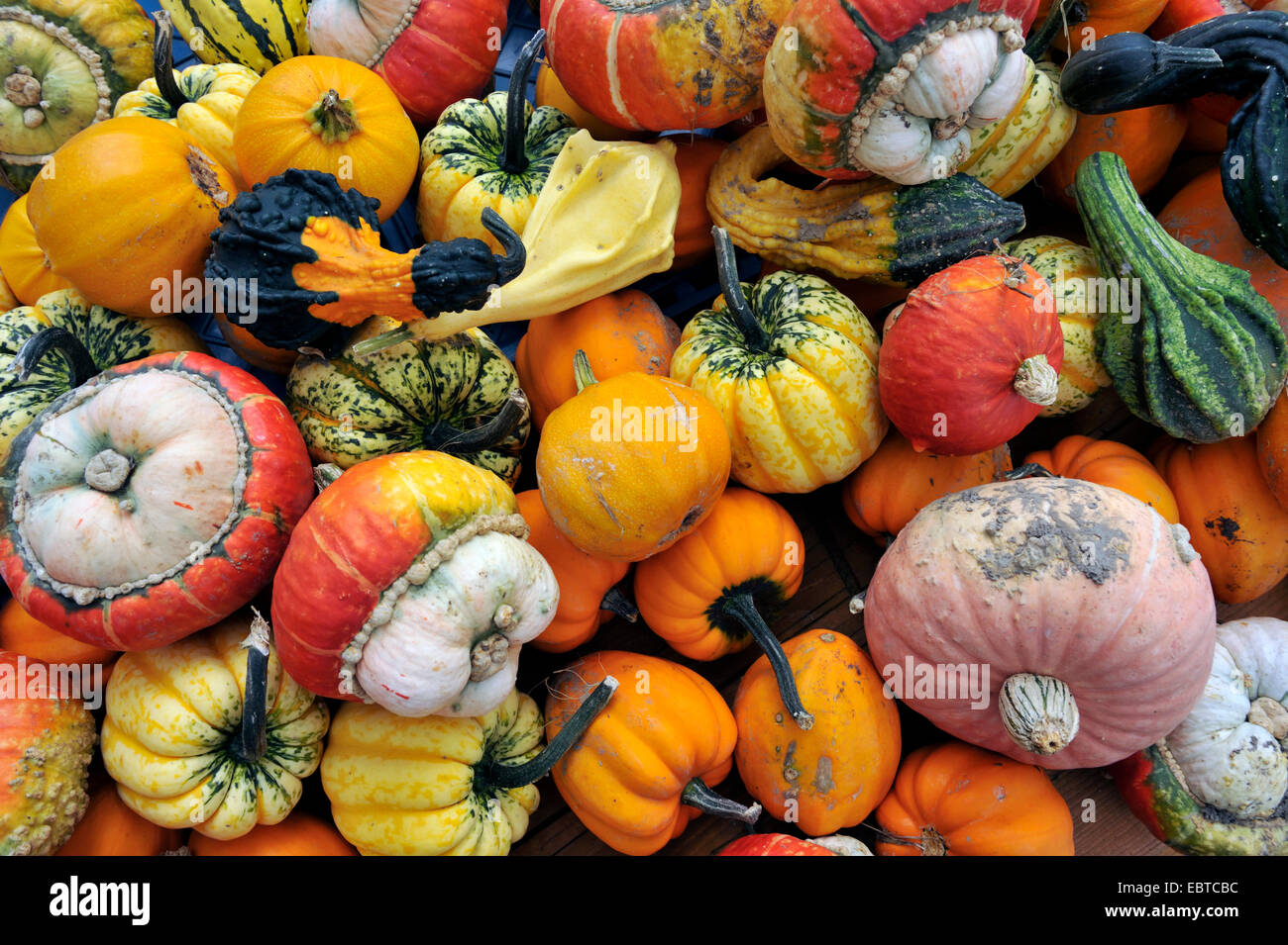 ornamental pumpkin (Cucurbita pepo convar. microcarpina), lots of ...