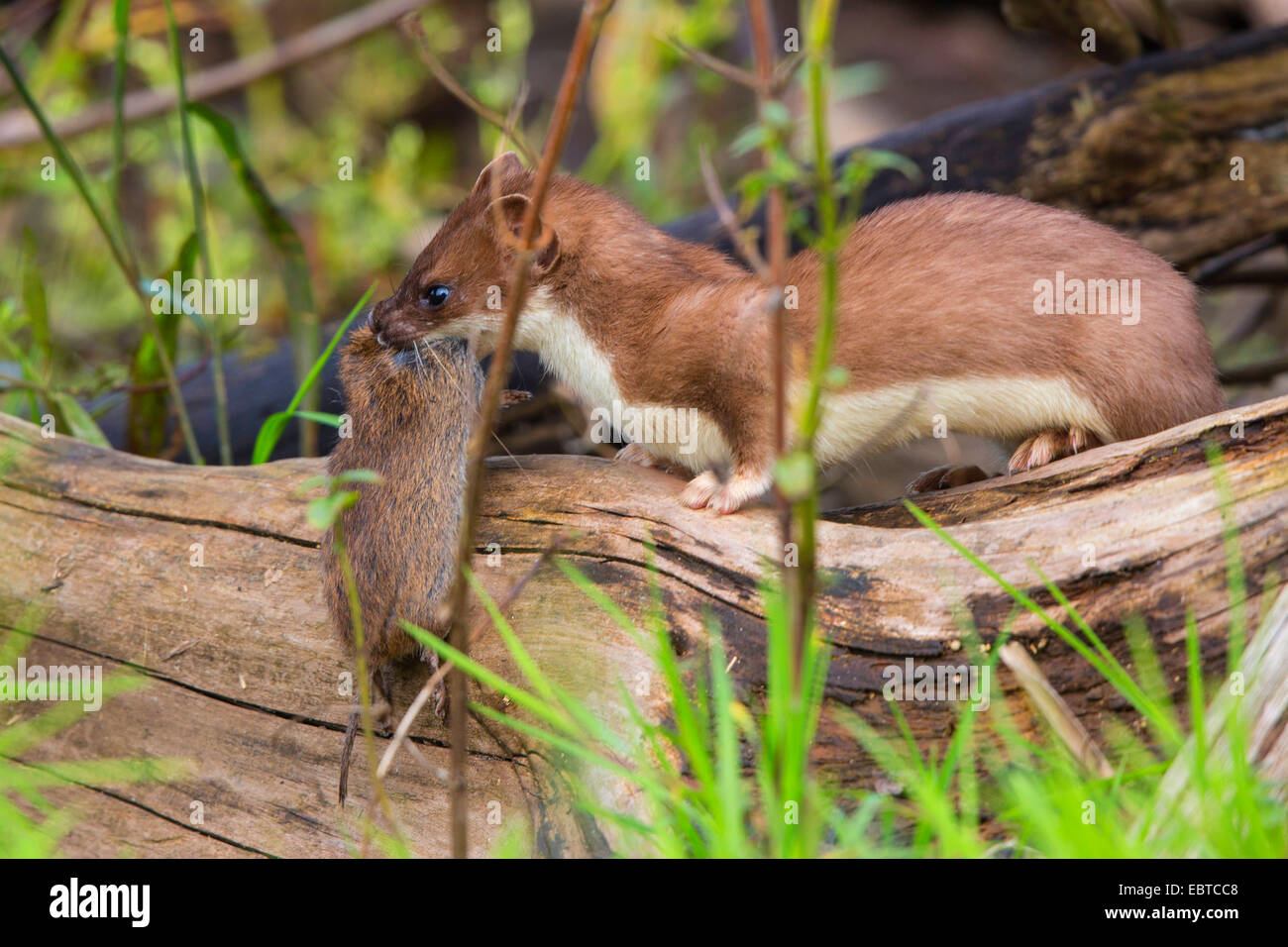 Ermine, Stoat, Short-tailed weasel (Mustela erminea), in sommer fur ...
