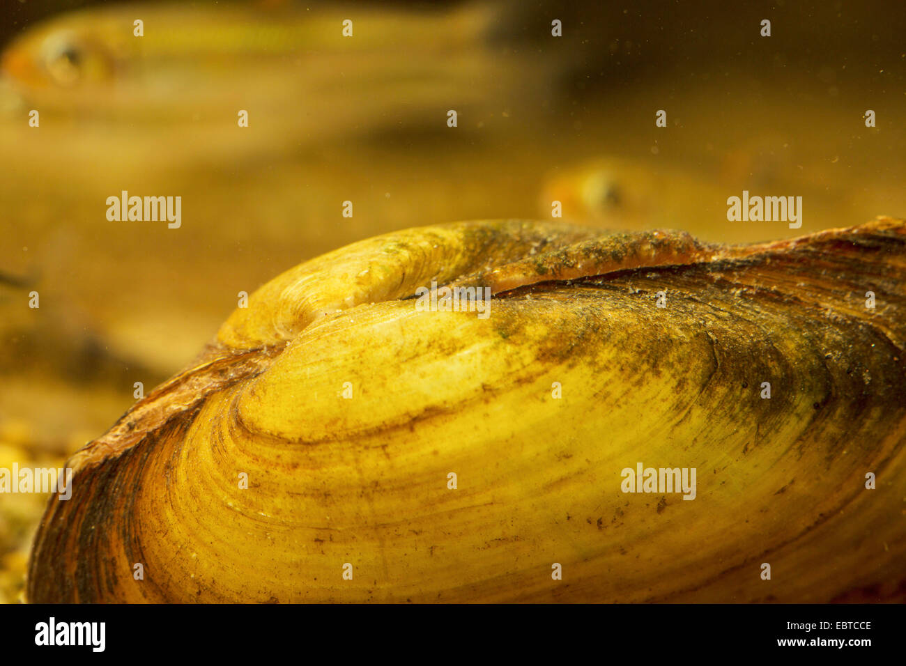 painter's mussel (Unio pictorum, Pollicepes pictorum), on the ground ...