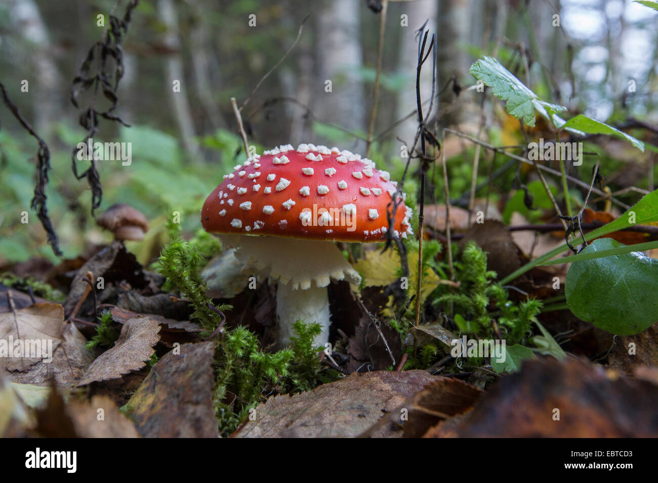 Landscape format fungi hi-res stock photography and images - Alamy