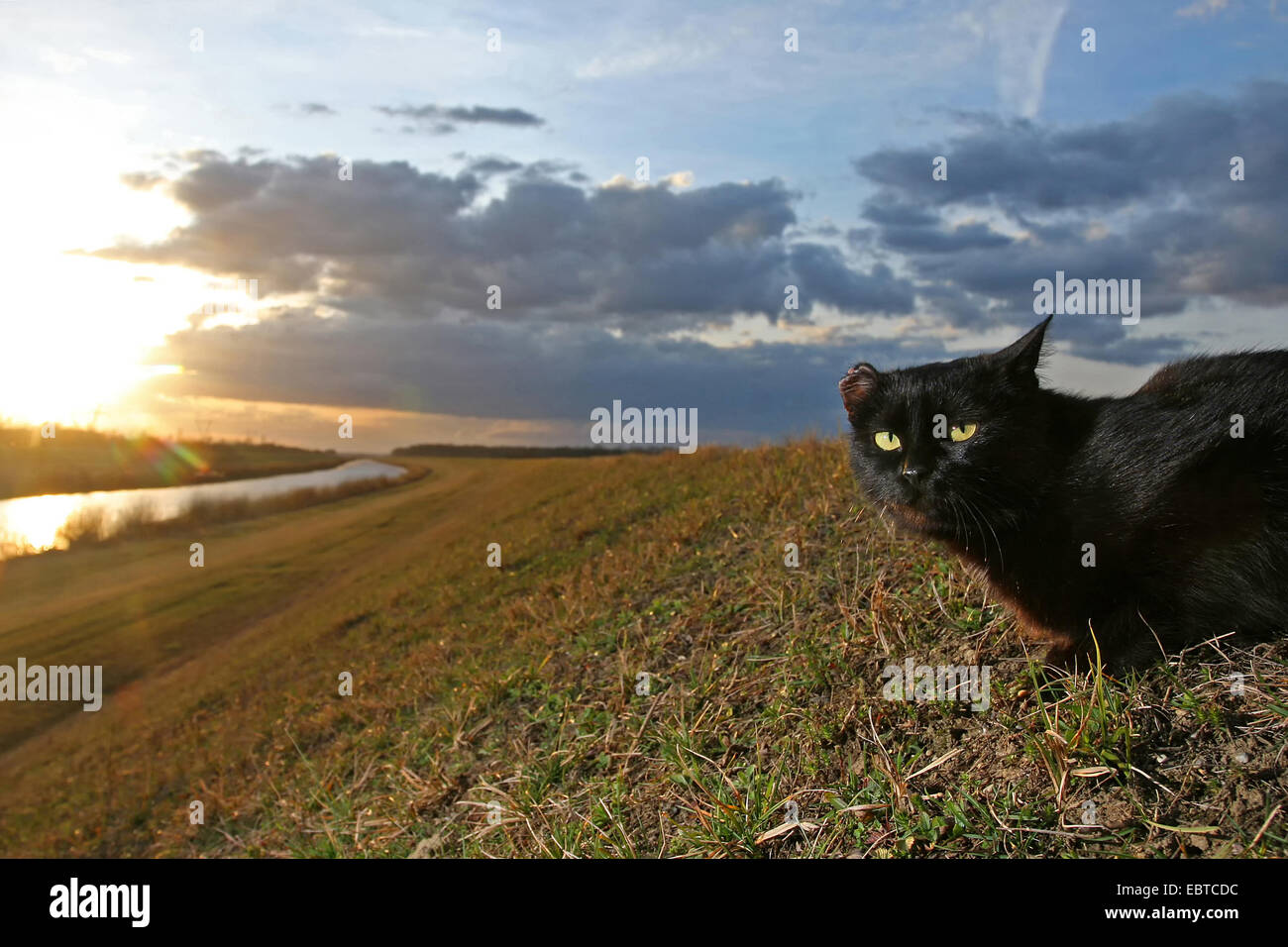 Cat ear injured pet hi-res stock photography and images - Alamy